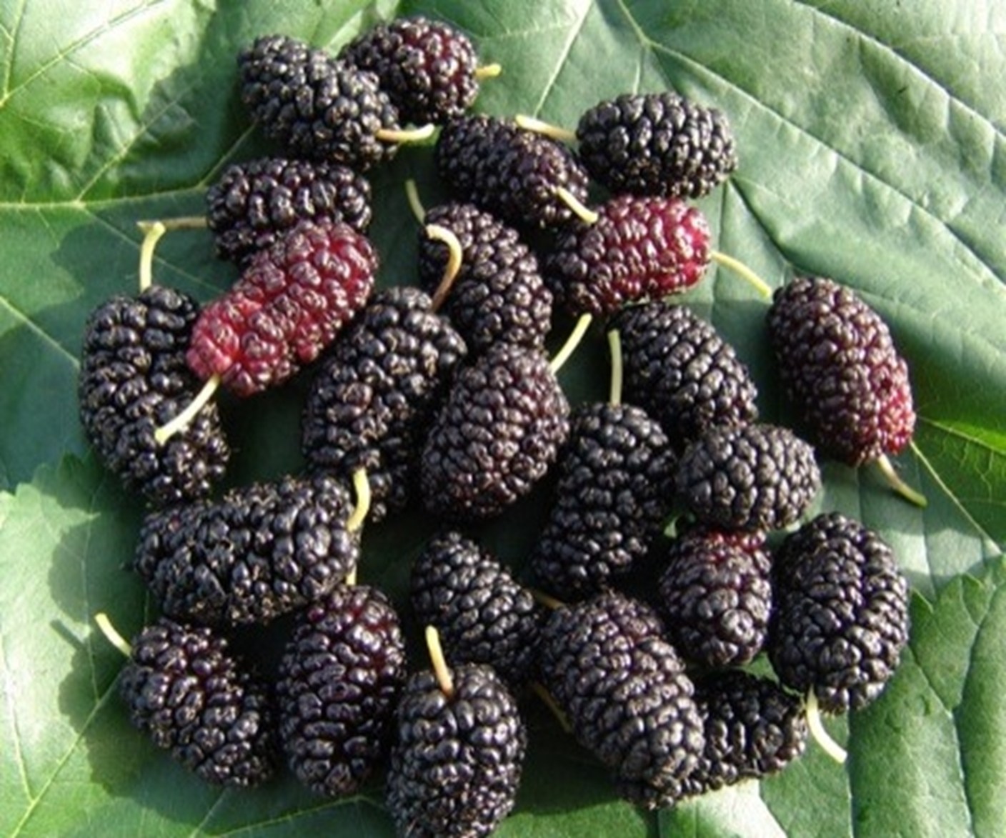 Moerbeien, het geheim van deze vrucht die zo gezond en lekk