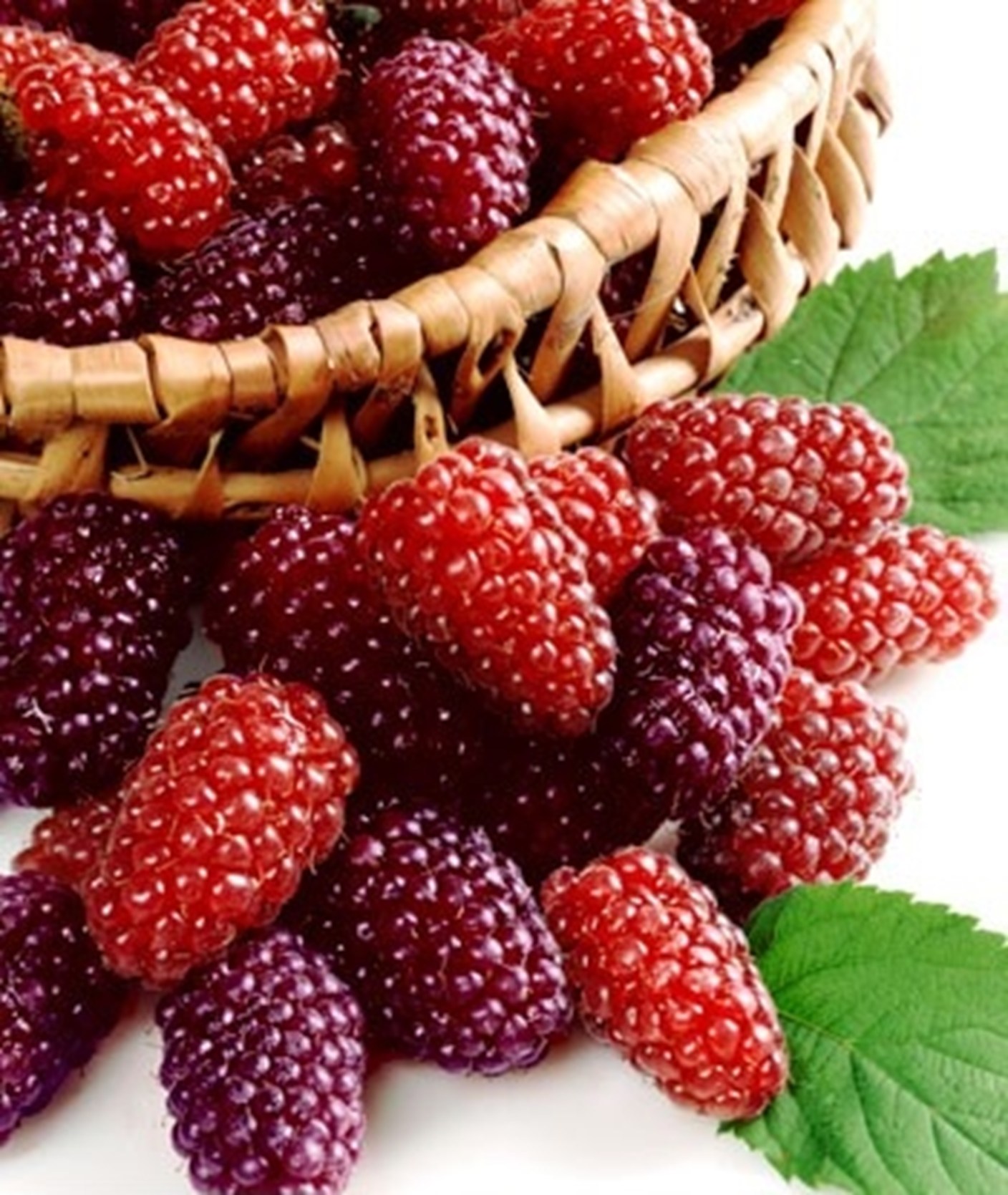 Rubus tayberry is een rode Braam met grote vruchten